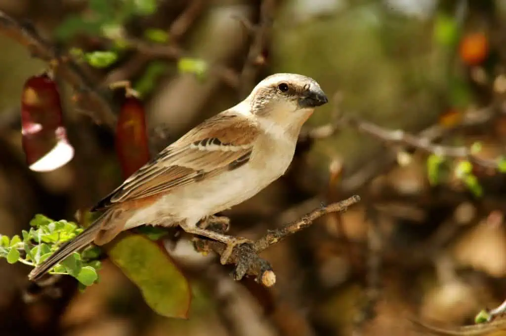 Where to spot birds in Namibia? | Arebbusch Travel Lodge | Bird Species