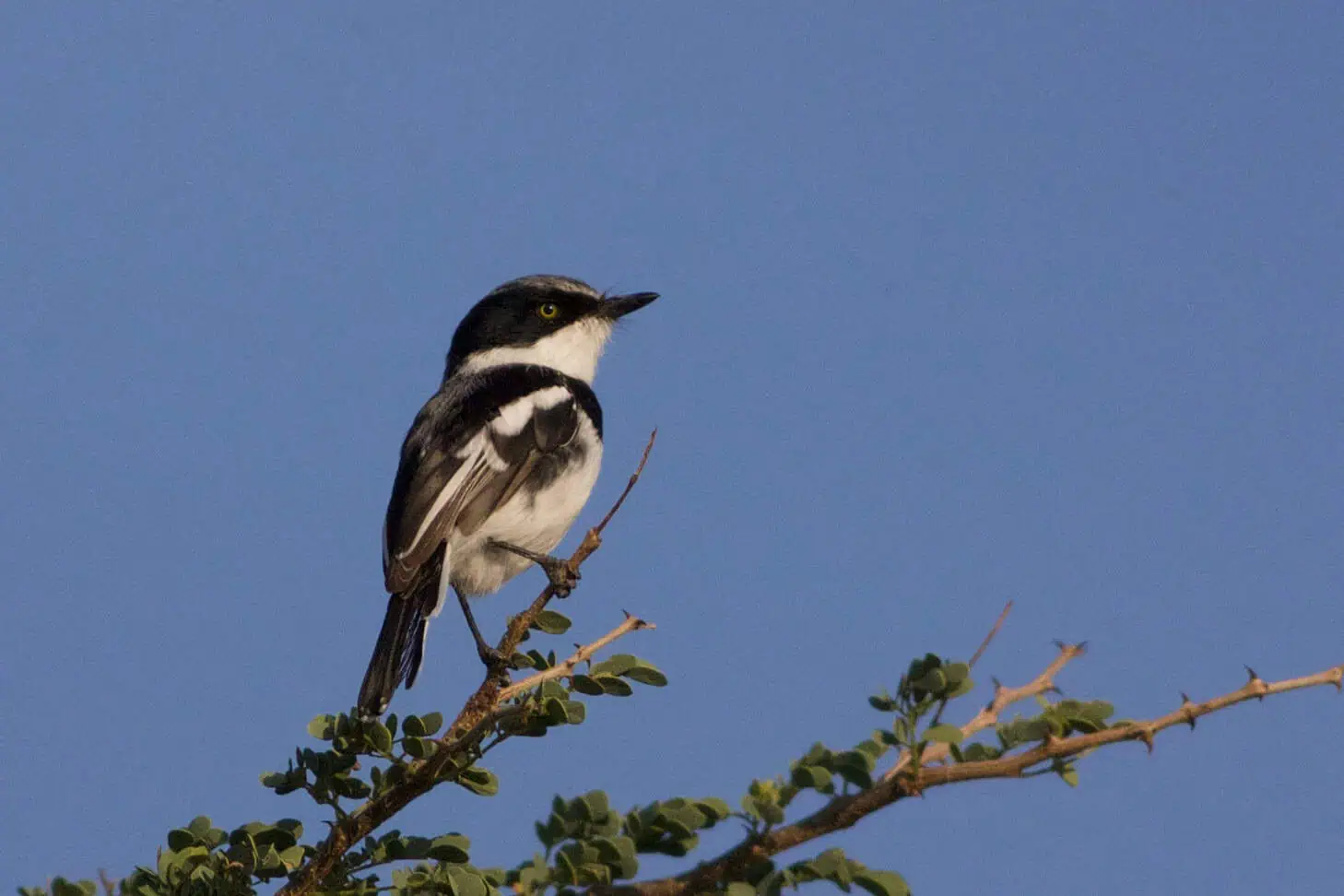Pririt Batis | Bird Species in Namibia | Arebbusch Travel Lodge