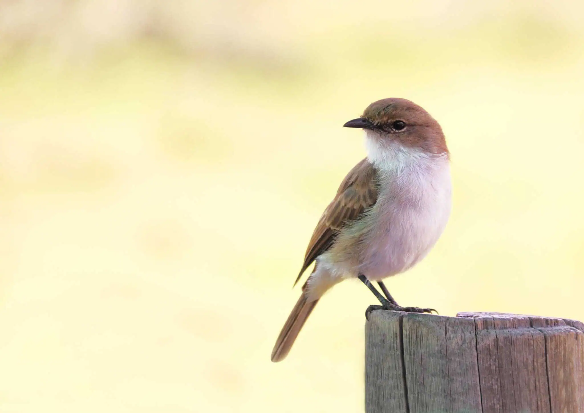 Marico Flycatcher | Bird Species in Namibia | Arebbusch Travel Lodge